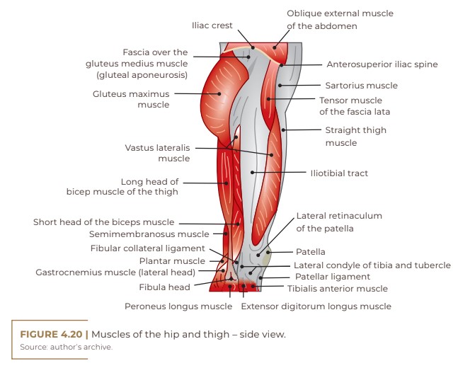 Gluteal Lines Diagram